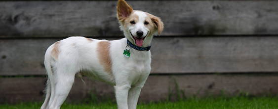 Boarding - Crossways - Boarding, Hydrotherapy & Grooming