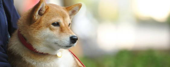 Boarding - Crossways - Boarding, Hydrotherapy & Grooming