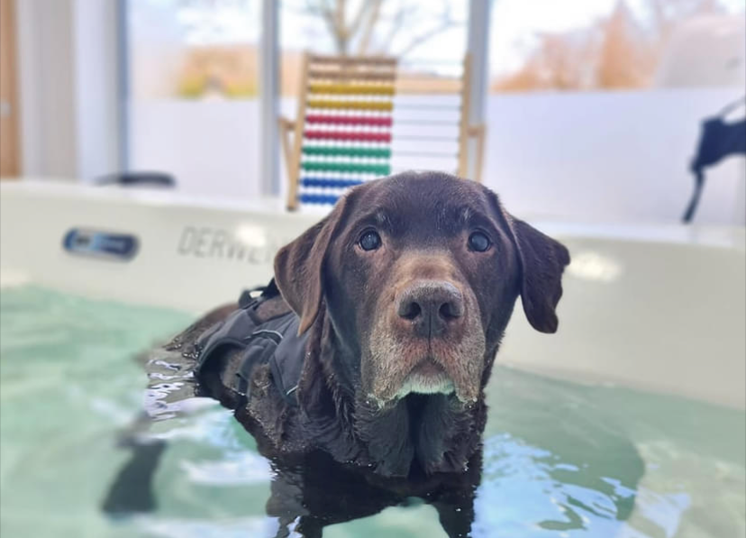 Crossways Home - Crossways - Boarding, Hydrotherapy & Grooming