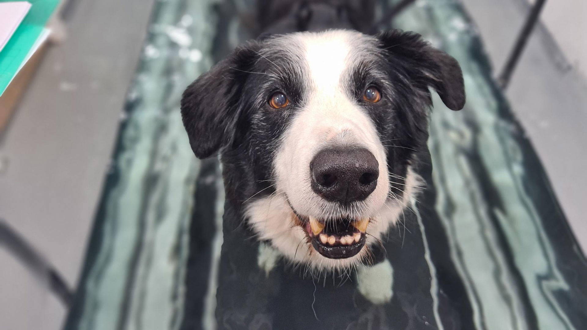 Luxury Boarding - Crossways - Boarding, Hydrotherapy & Grooming